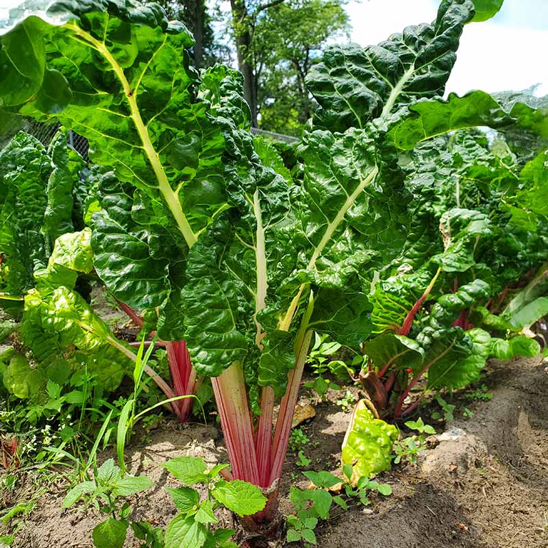 Swiss Chard Peppermint Seed – Harris Seeds