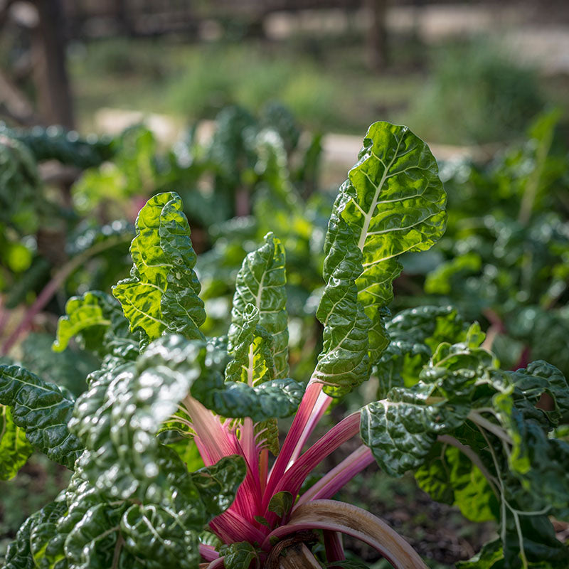 Swiss Chard Peppermint Seed – Harris Seeds
