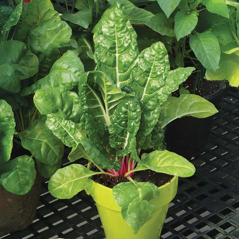 Swiss Chard Peppermint Seed – Harris Seeds