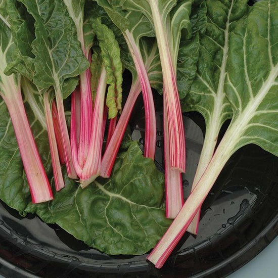 Swiss Chard Peppermint Seed – Harris Seeds