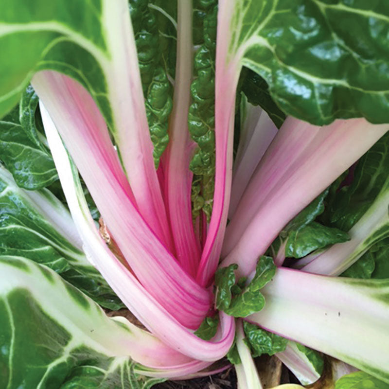 Swiss Chard Peppermint Seed – Harris Seeds