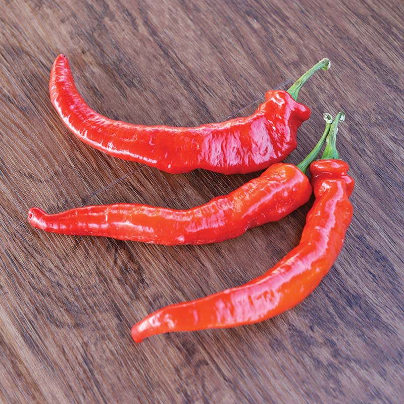 Pepper Mesilla F1 Seed – Harris Seeds