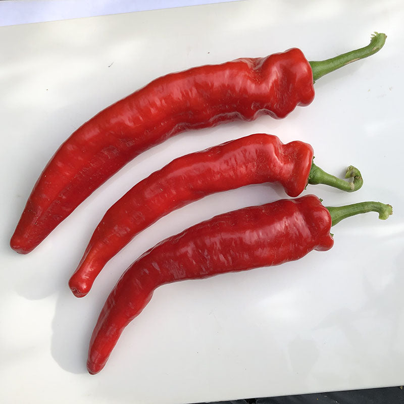Pepper Mesilla F1 Seed – Harris Seeds
