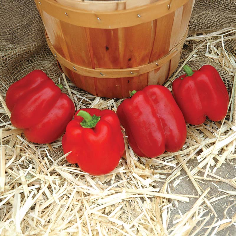 Pepper Sprinter F1 Organic Seed – Harris Seeds