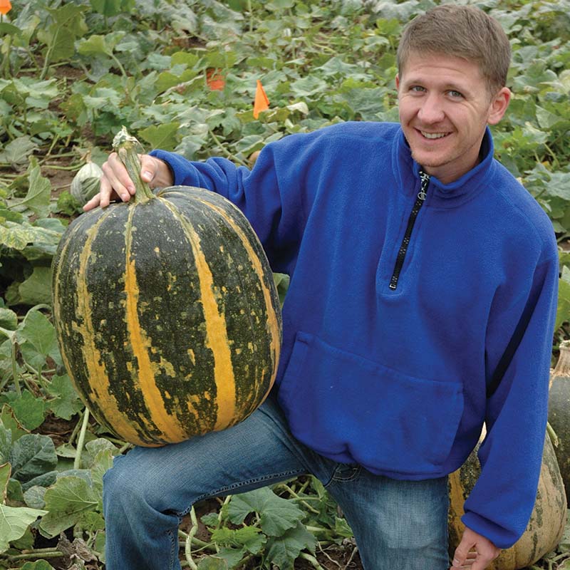 Pumpkin Tours Seed – Harris Seeds