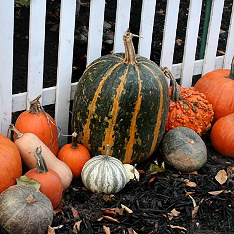 Pumpkin Tours Seed – Harris Seeds