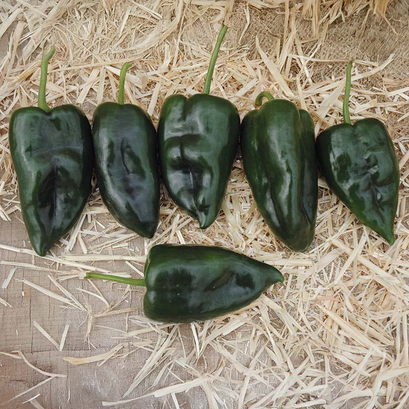 Pepper Sequoia F1 Seed – Harris Seeds
