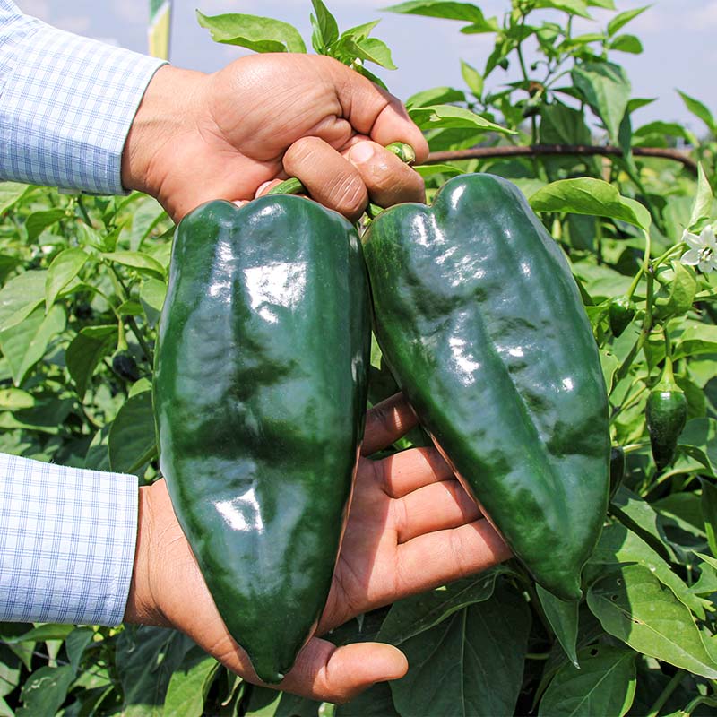 Pepper Sequoia F1 Seed – Harris Seeds