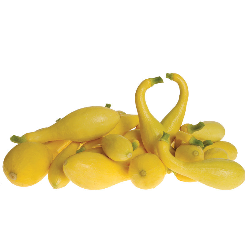 Squash Delta F1 Seed – Harris Seeds