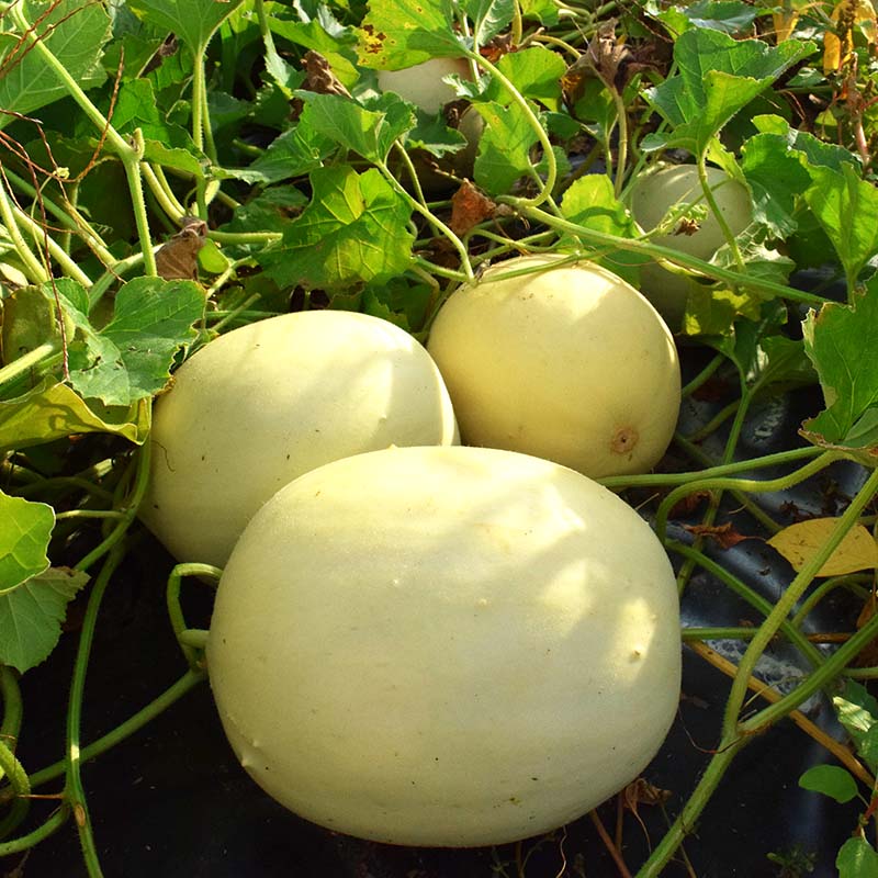 Melon Dream Dew F1 Seed – Harris Seeds