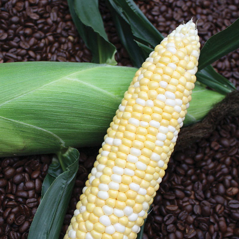 Sweet Corn Espresso F1 Seed – Harris Seeds