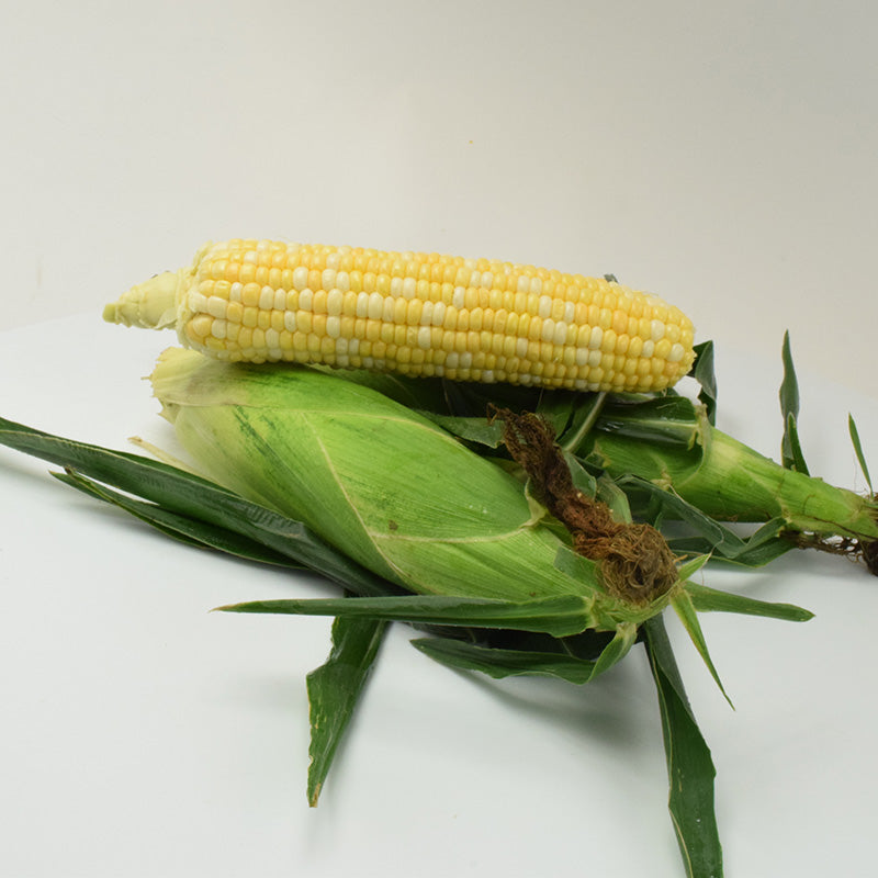 Sweet Corn Espresso F1 Seed – Harris Seeds