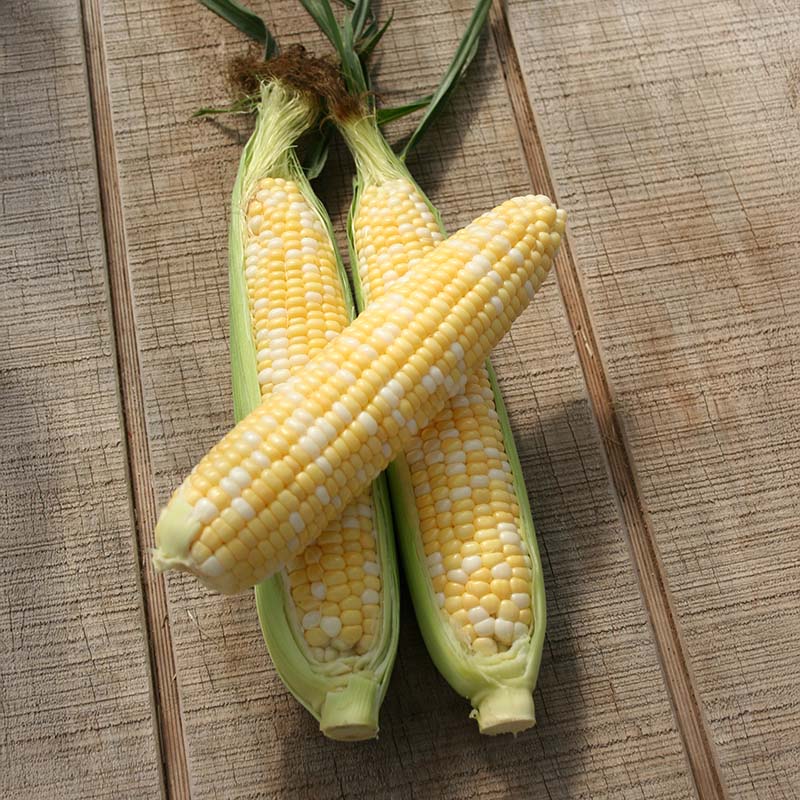 Sweet Corn Allure F1 Seed – Harris Seeds