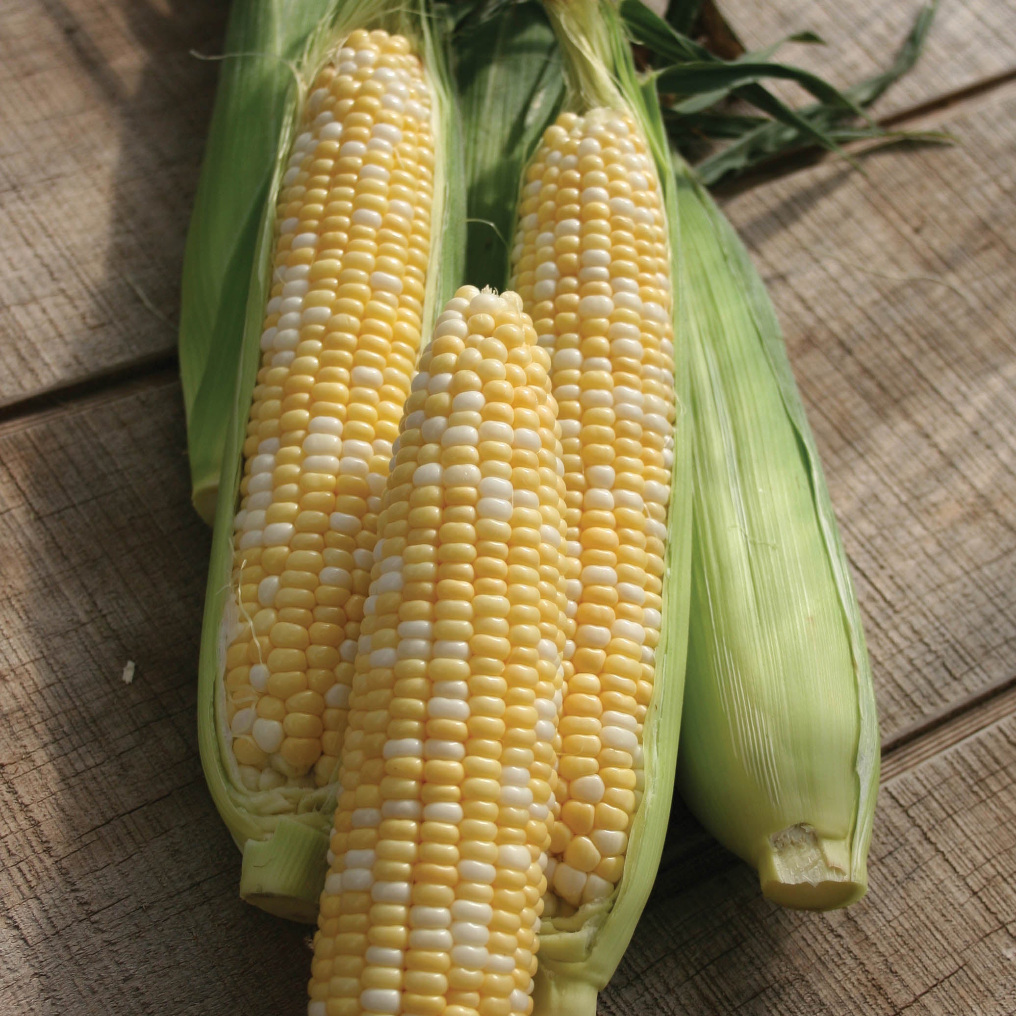 Sweet Corn Allure F1 Seed – Harris Seeds