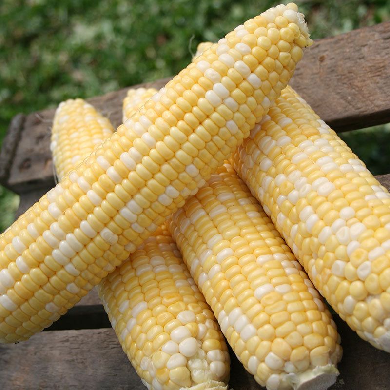Sweet Corn Allure F1 Seed – Harris Seeds