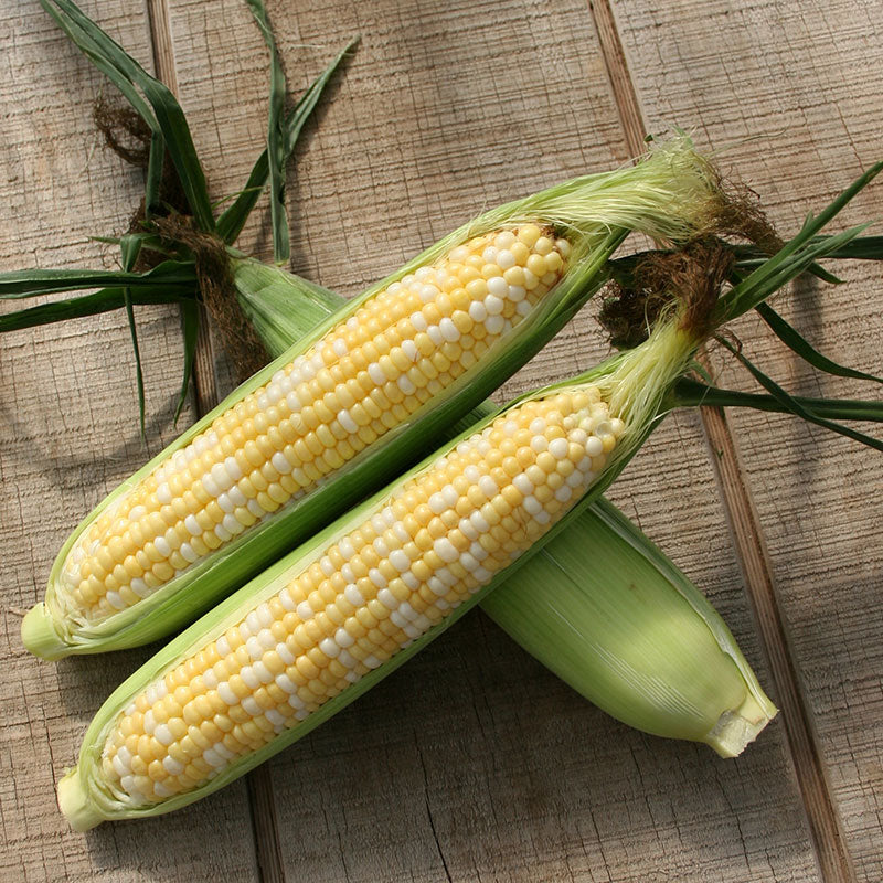 Sweet Corn Allure F1 Seed – Harris Seeds