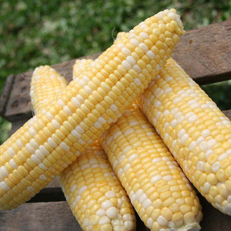 Sweet Corn Allure F1 Seed – Harris Seeds