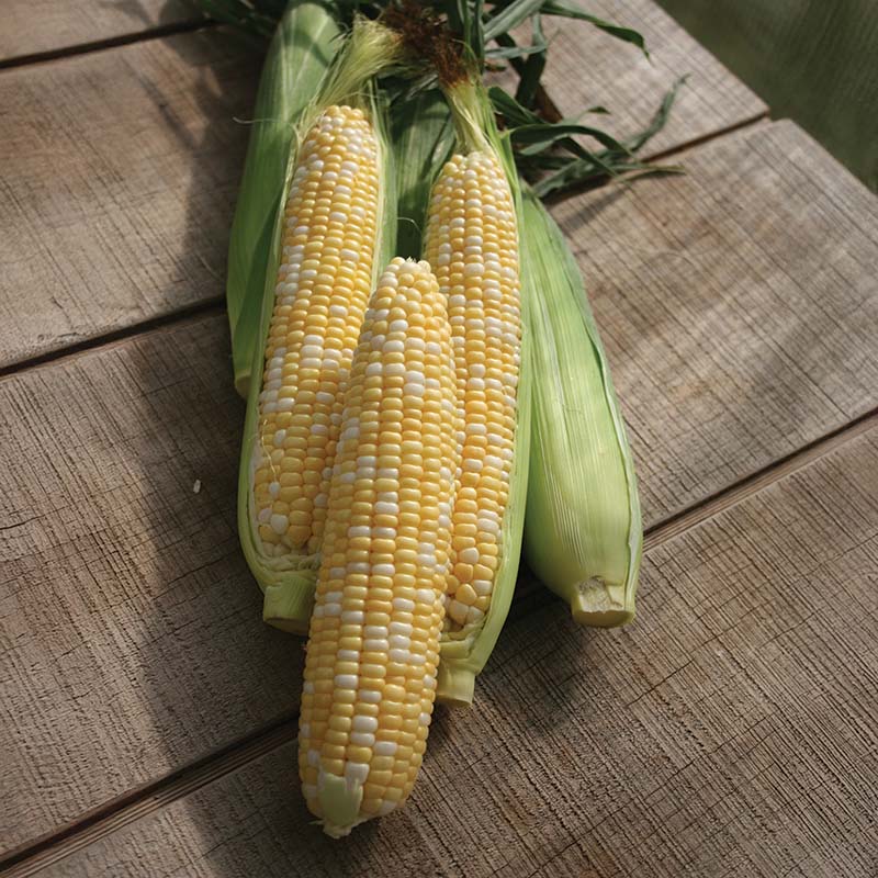Sweet Corn Allure F1 Seed – Harris Seeds