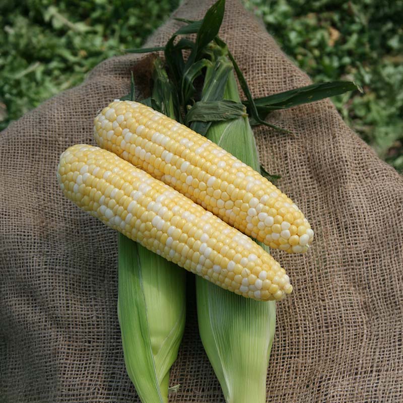 Sweet Corn Essence F1 Seed – Harris Seeds