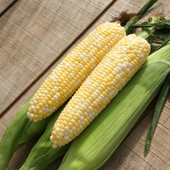 Sweet Corn Essence F1 Seed – Harris Seeds