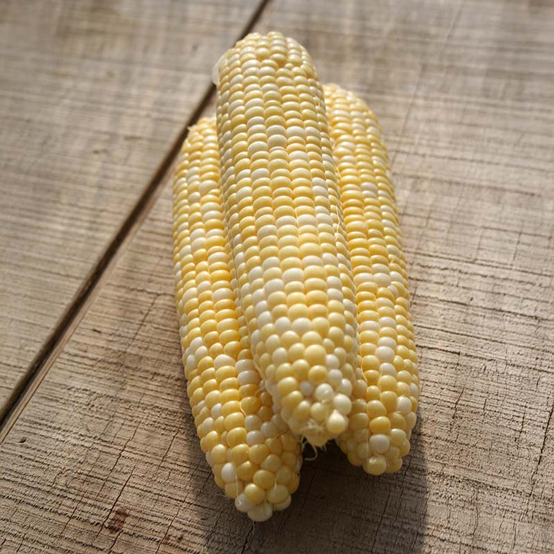 Sweet Corn Essence F1 Seed – Harris Seeds