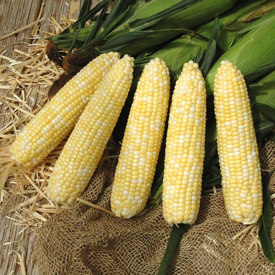Sweet Corn Essence F1 Seed – Harris Seeds