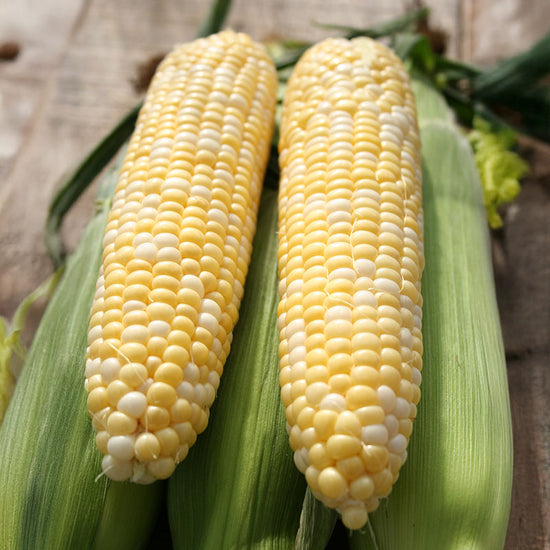 Sweet Corn Essence F1 Seed – Harris Seeds