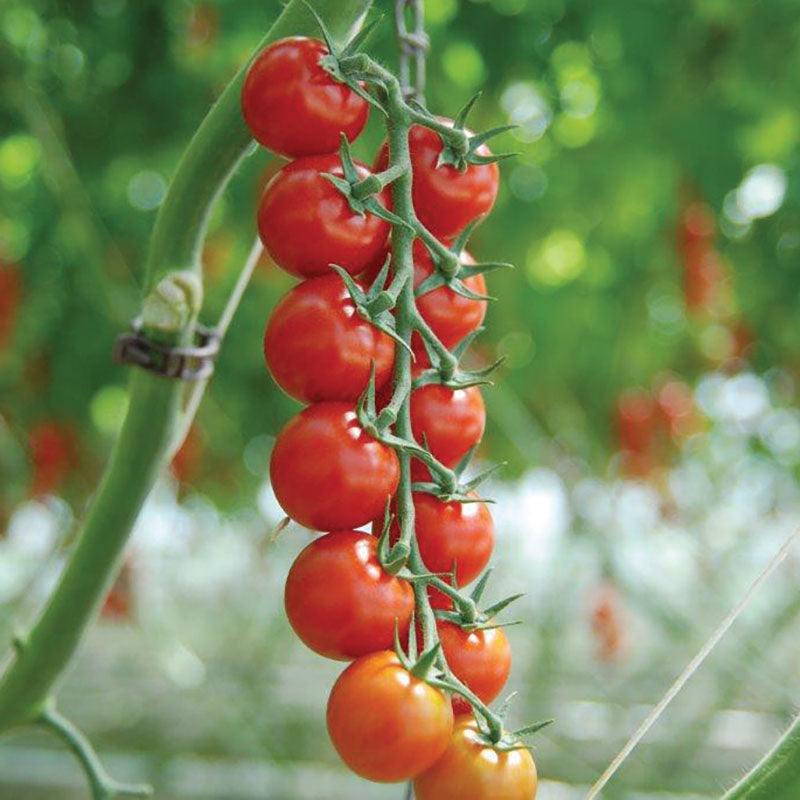 Tomato Sakura F1 Organic Seed – Harris Seeds
