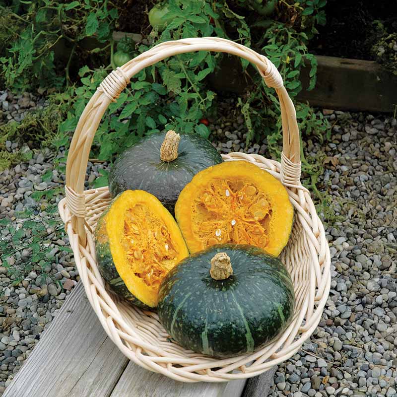 Squash Delica F1 Seed – Harris Seeds