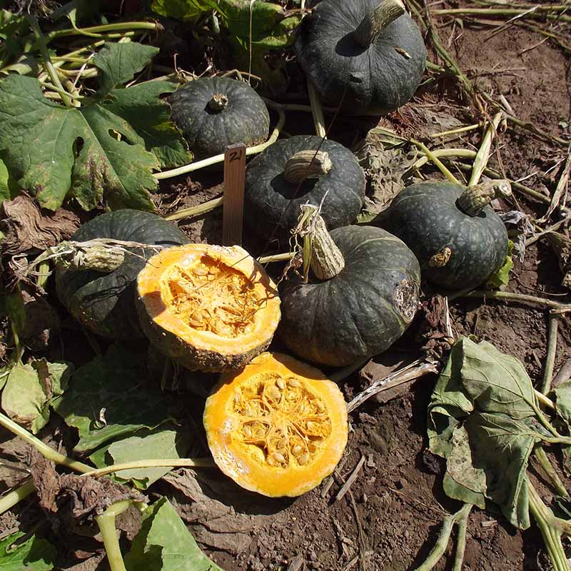 Squash Delica F1 Seed – Harris Seeds