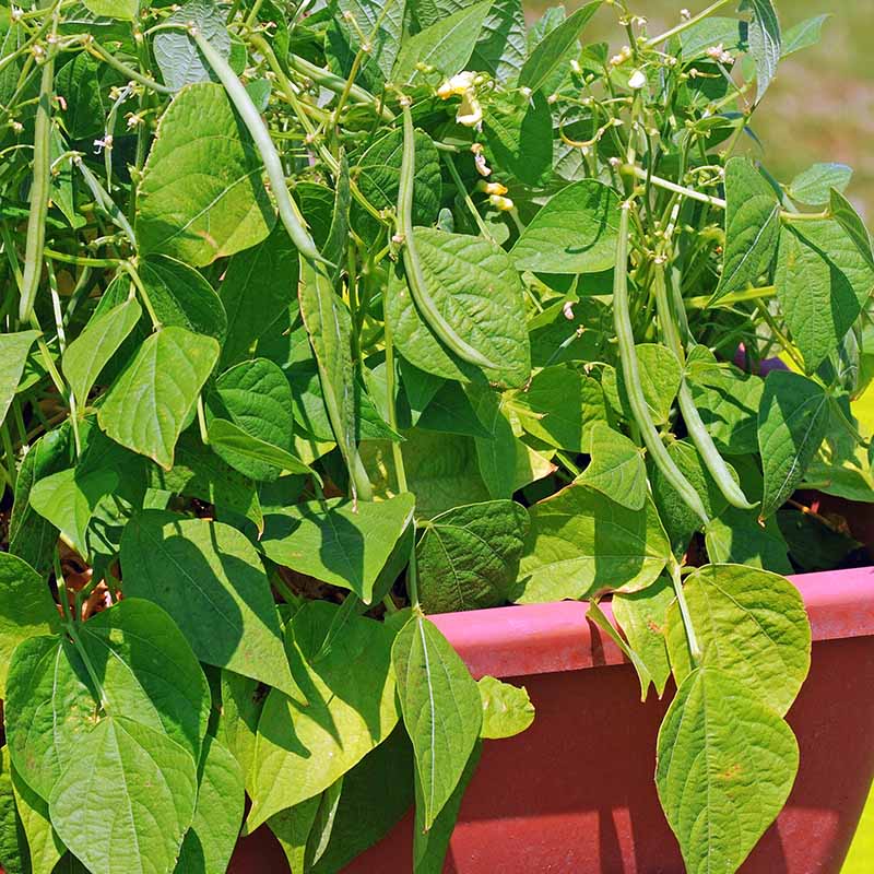 Bean Mascotte Seed – Harris Seeds