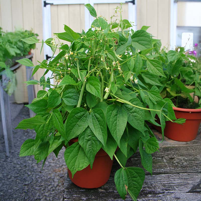 Bean Mascotte Seed – Harris Seeds