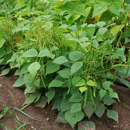 Bean Mascotte Seed – Harris Seeds