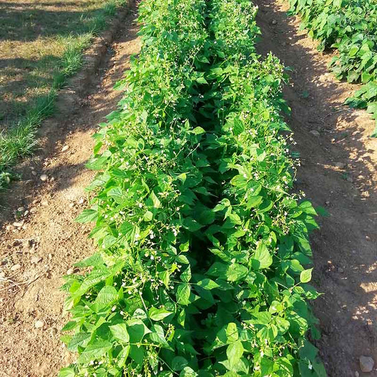 Bean Mascotte Seed – Harris Seeds