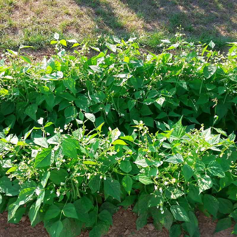 Bean Mascotte Seed – Harris Seeds