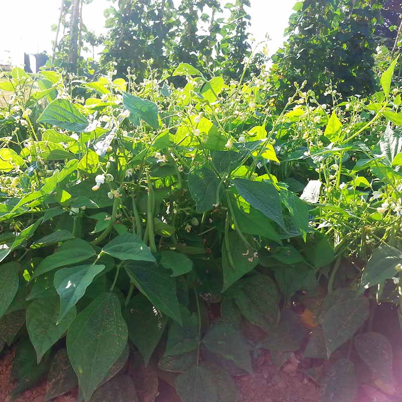 Bean Mascotte Seed – Harris Seeds