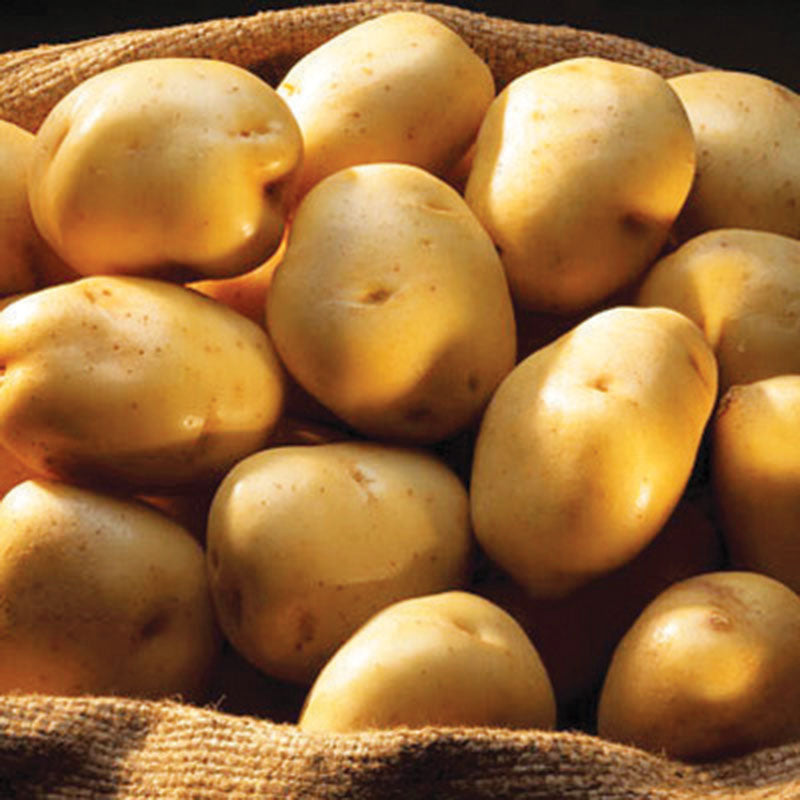 Potato Kennebec – Harris Seeds