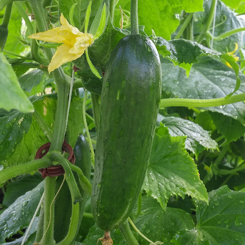 Cucumber Taurus F1 Seed – Harris Seeds
