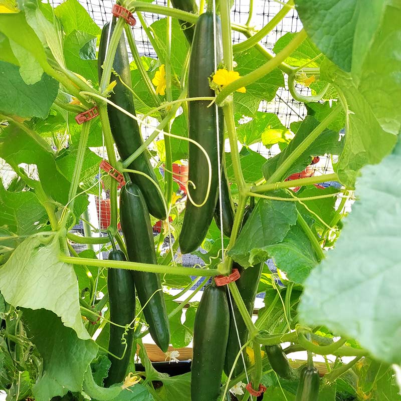 Cucumber Taurus F1 Seed – Harris Seeds