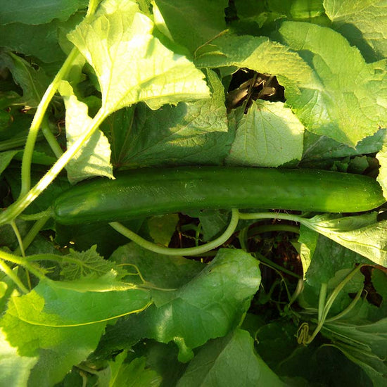 Cucumber Taurus F1 Seed – Harris Seeds