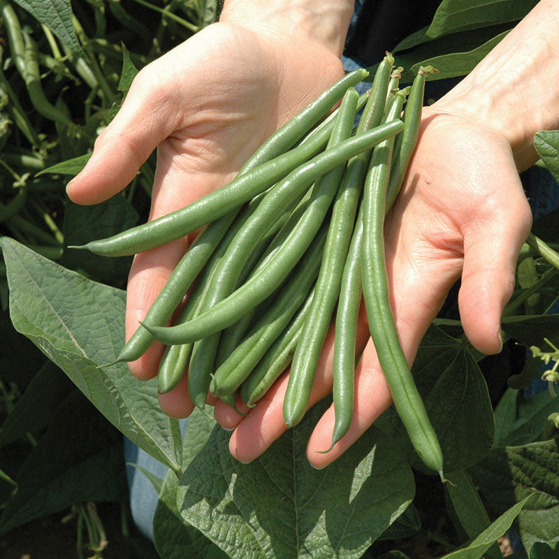 Bean Barron Seed – Harris Seeds