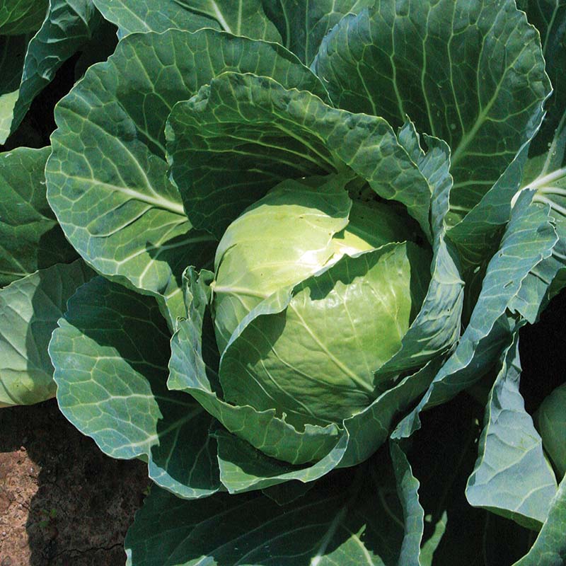 Cabbage Quick Start F1 Seed – Harris Seeds
