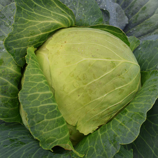 Cabbage Quick Start F1 Seed – Harris Seeds