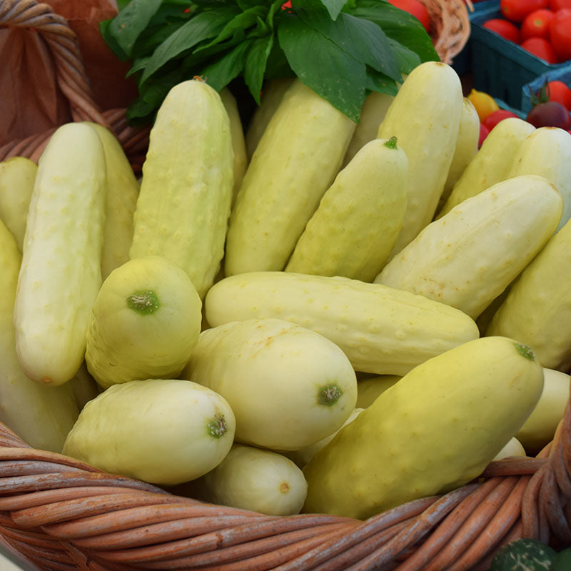 Cucumber Silver Slicer Seed – Harris Seeds