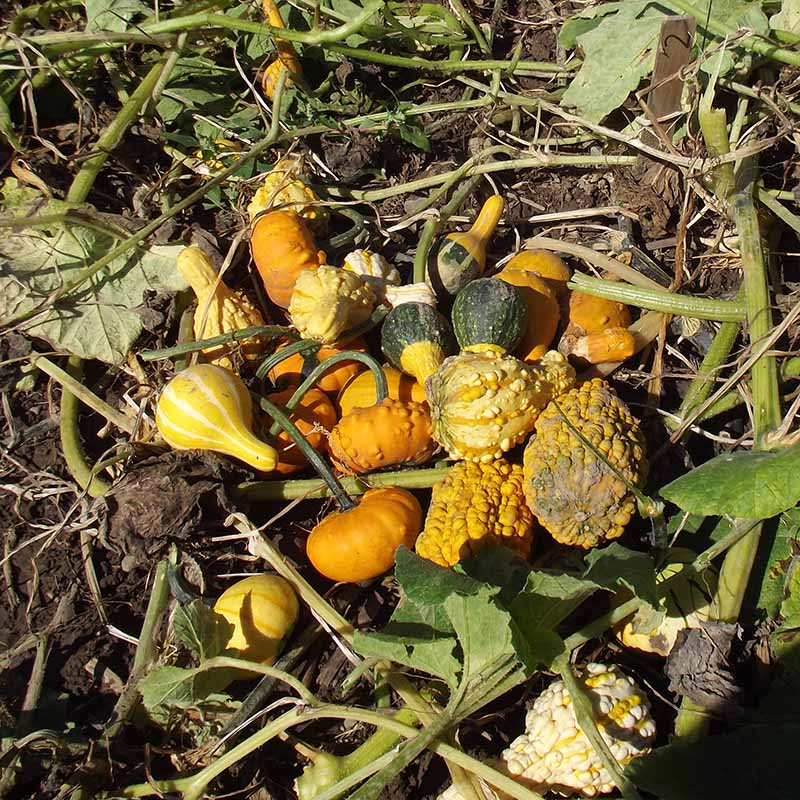 Gourd Small Formula Blend Seed – Harris Seeds
