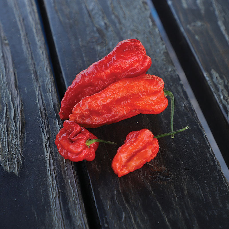 Ghost Pepper