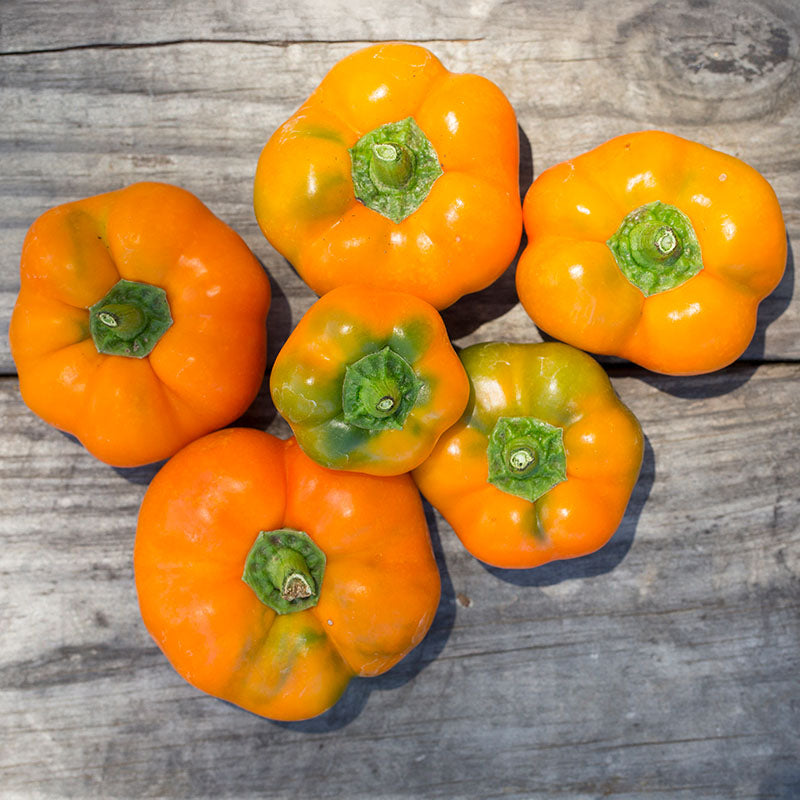 Peoper Growing Sweet Orange Sweet Pepper Afterglow F1 Premier