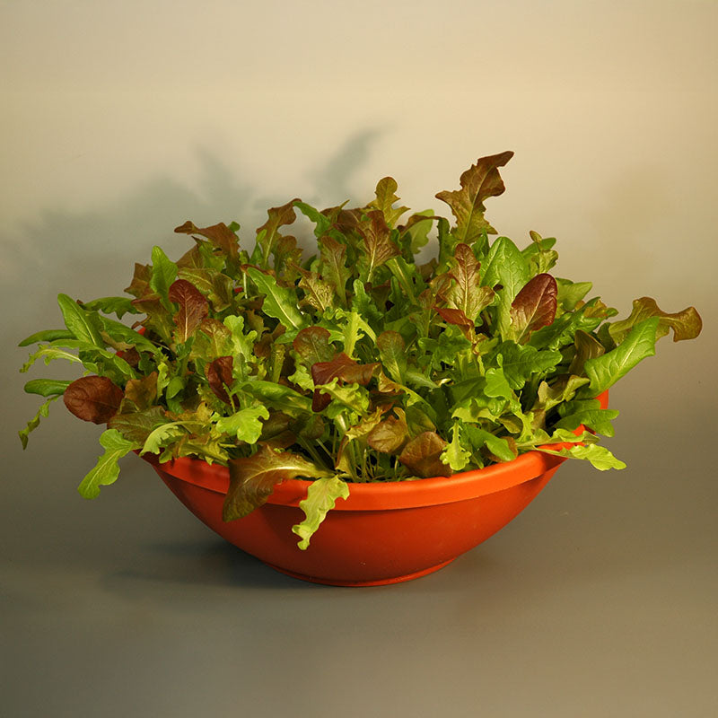 Simply Salad Alfresco Mix Seed – Harris Seeds