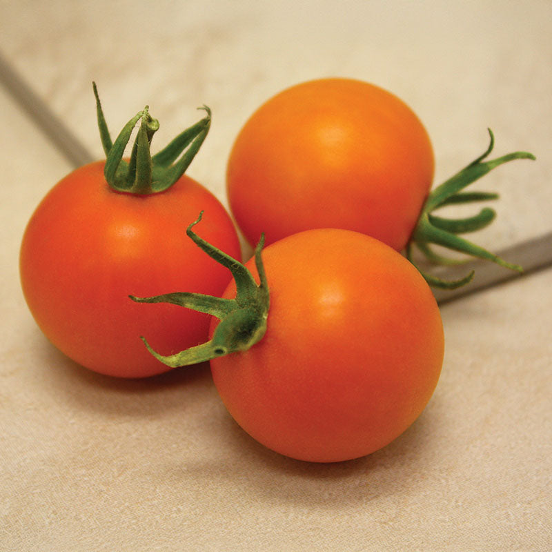 Tomato Bellini F1 Seed – Harris Seeds