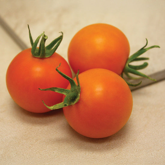 Tomato Bellini F1 Seed – Harris Seeds